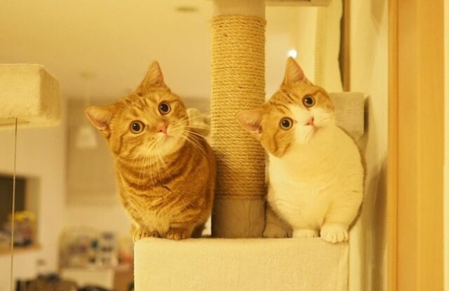 Mèo anh chân ngắn: Đặc điểm, cách nhận dạng và tính cách - Pet Love